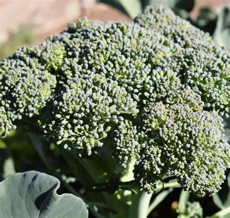 Castle Dome Hybrid Broccoli Seeds Floweringplantnursery