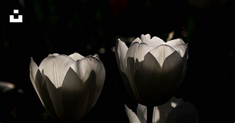 세 그루의 하얀 튤립이 어두운 배경에서 빛을 발합니다 사진 Unsplash의 무료 이미지