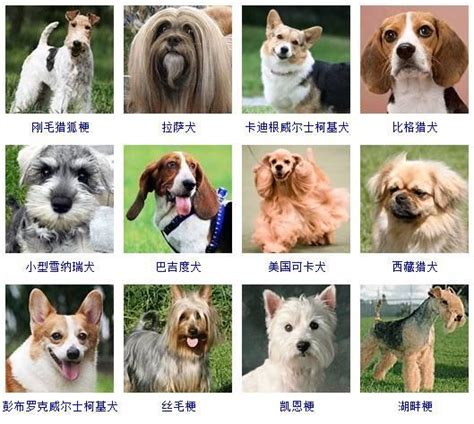 178种狗狗品种大全原来按体型智商都是这么分 知乎
