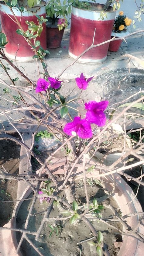 বাগানবিলাস সমাচার The Society Of Bougainvillea Lovers নার্সারিতে গেছিলাম বাগান বিলাস আনতে