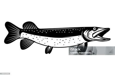 흑백 스타일의 파이크 물고기 그림 흰색 배경에 분리된 파이크 물고기 강에 대한 스톡 벡터 아트 및 기타 이미지 강 계절
