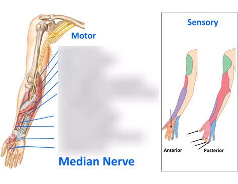 Mss Median Nerve Diagram Quizlet