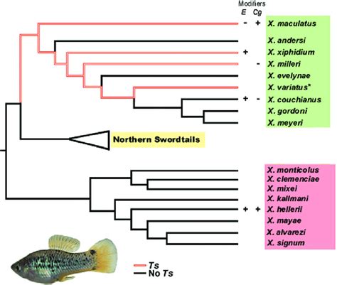The Phylogenetic Distribution Of The Ts And Its Modifiers Plus And