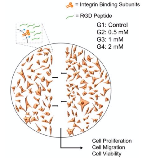 Schematic Of The Study Integrin Binding Rgd Peptide Influence On