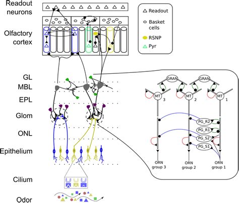 Schematic Of The Early Stages Of The Mammalian Olfactory System Odors