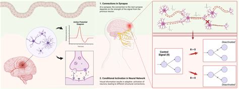 Connectome Mapping Shape Memory Network Via Interpretation Of Contextual Semantic Information