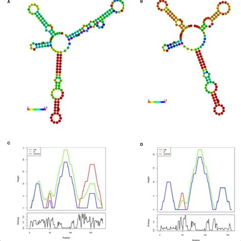 RNA Secondary Structure Prediction Of The Human LDLR By RNA Fold