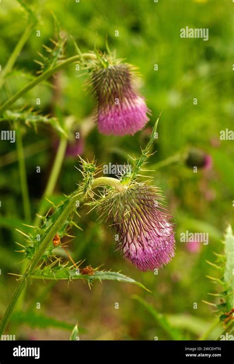 Cirsium Handelii WO Xiling Xueshan Chengdu Sichuan China Stock Photo Alamy