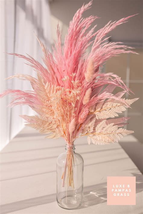 Pink Pampas Grass Seeds Cortaderia Selloana Rosea Fast Free Shipping Feathering Luscious Breezy