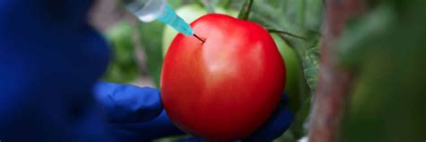 개발된 것 중 가장 놀라운 유전자 변형 식품은