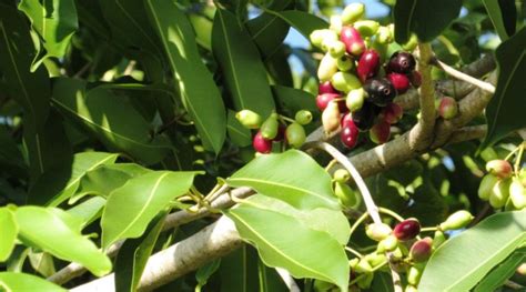 Syzygium Cumini Systematics Etymology Habitat Cultivation