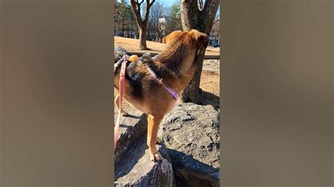 호기심 많은 강아지🐾 왜 그래~👨‍🦱 저기 할머니들이 보행기 끌고 아침산책하세요~🐶 Youtube