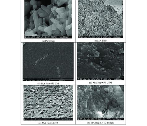 comparison of sem micrographs of mausm ma hap ma hap lr and ma hap lr