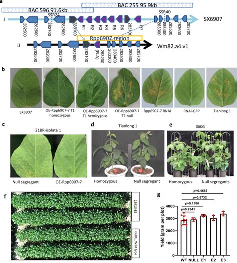 An Pair Of An Atypical Nlr Encoding Genes Confer Asian Soybean Rust Resistance In Soybean