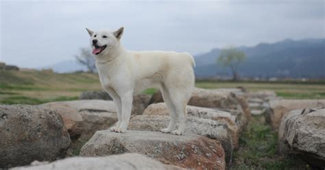 천년기념물 경주개 동경이를 아시나요