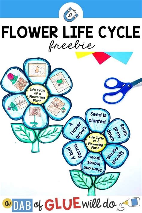 Flowering Plant Life Cycle Craftivity Worksheets Library