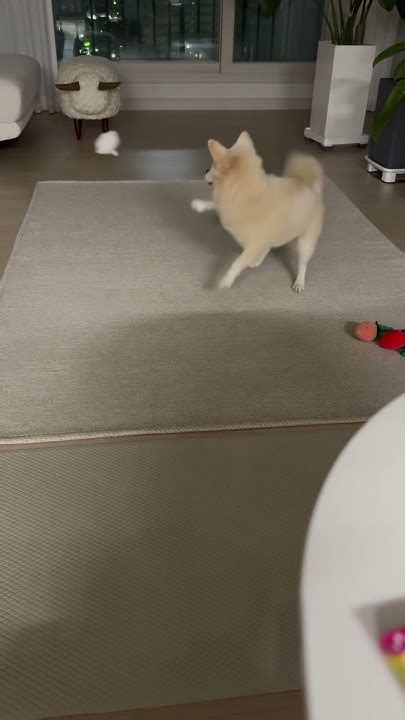 빨강막내 인형이랑 싸우는 강아지 빨강 Youtube