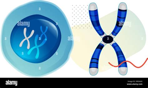 Chromosome Long Dna Molecule With Proteins Stock Illustration As Eps 10 File Stock Vector