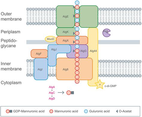 Comparison Of The Different Gene Clusters Including Functions Of The Download Scientific