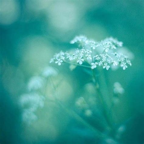 عکس پروفایل گل زیبا 🌸 پیکوپیکس