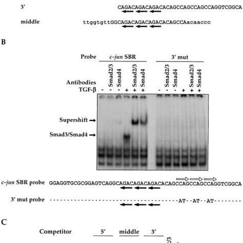 Efficient Formation Of The Smad3 Smad4 Complex On The C Jun Sbr Download Scientific Diagram