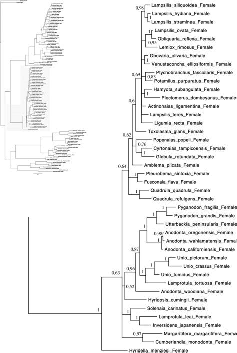 Bayesian Inference Majority Rule Tree Of Bivalve Cox1 Partial Sequence