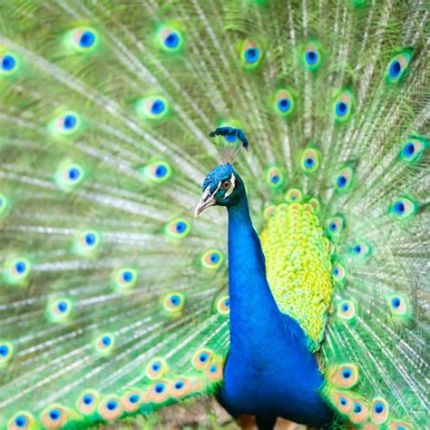 🔥 Peacock Showing Its Feathers Rnatureisfuckinglit
