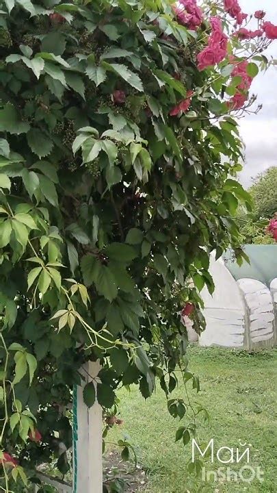 Роза на перголе. Сорт "Девичьи грезы" #девичьигрезыроза #розаплетистая ...
