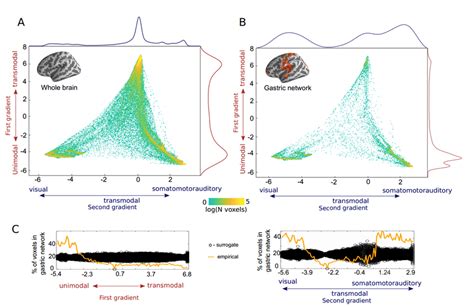 The Gastric Network And Cortical Gradients Of Functional Connectivity Download Scientific