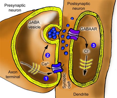 Inhibitory Synapse Schematic Download Scientific Diagram