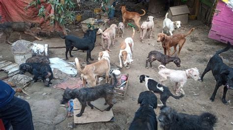 Rescataron A Más De Cien Perros Maltratados En Un Predio De Topilejo