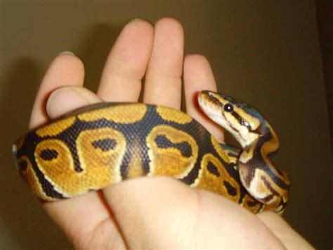 Royal Python Photos The Royal Python Co Uk Royal Python Care Sheet Royal Python Facts