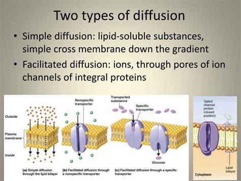 PPT Cells PowerPoint Presentation ID 2243224
