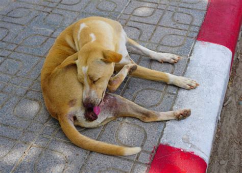 Why Do Dogs Lick Their Private Areas 7 Reasons Why