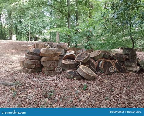 Tree Trunk Log S In The Woods Stock Image Image Of Wall Tree 256956551