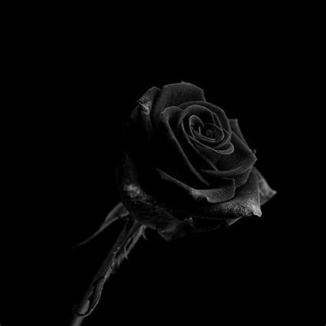 Stream Cling Clang By Steve V Listen Online For Free On Soundcloud