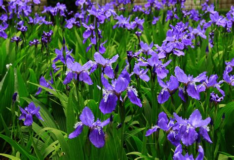 【蓝色魅力 再拍鸢尾摄影图片】平陆生态摄影天地在我心太平洋电脑网摄影部落 【蓝色魅力 再拍鸢尾摄影图片】平陆生态摄影天地在我心太平洋电脑网摄影部落