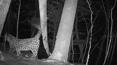 В Приморье любовные игры леопардов запечатлела фотоловушка