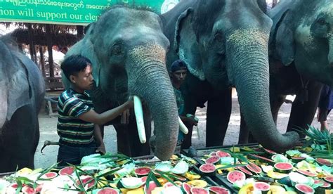 ပလင်းကမ်းသာယာဆင်စခန်းရှိ ဆင်များအား ကိုဗစ် ၁၉ ကူးစက်ရောဂါကာလအတွင်း Online မှတဆင့် ဆက်သွယ်၍ ဆင