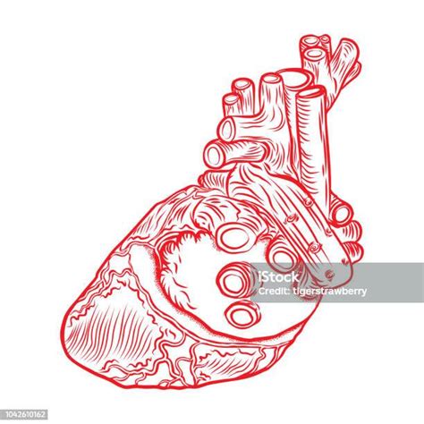 붉은 인간의 심장 대동맥 정 맥과 동맥을 흰색 배경에 고립 된와 함께 심장 또는 의료 디자인 손으로 그린된 육체 문신 개념입니다 벡터입니다 건강관리와 의술에 대한 스톡 벡터