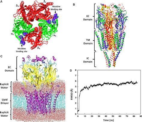 Acetylcholine Receptor Structure