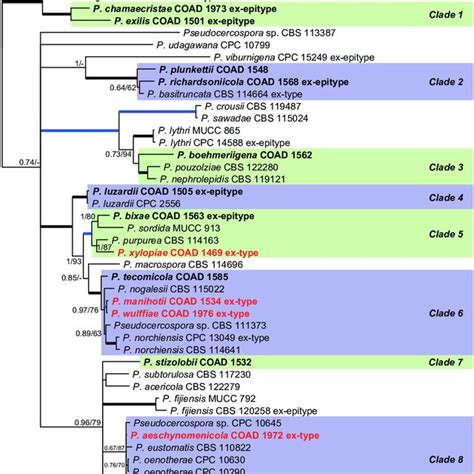 Pseudocercospora Bixae Vic 41563 A Leaf Spots On Upper And Lower
