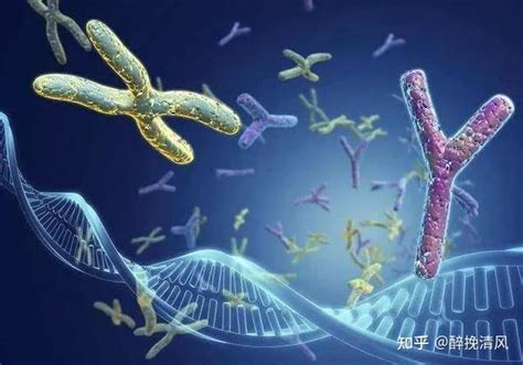 Y染色体缺失的男性表现是什么呢？还能正常生育吗？ 知乎