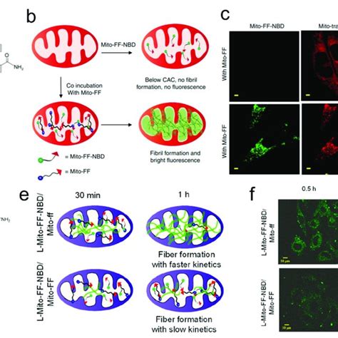 A Structural Design Of The Mitochondria Targeting Peptide Amphiphile Download Scientific