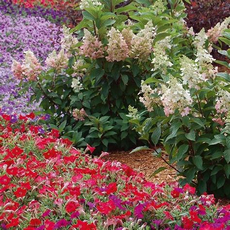 How To Control Squash Bugs Identification And Strategies Mygardenlife