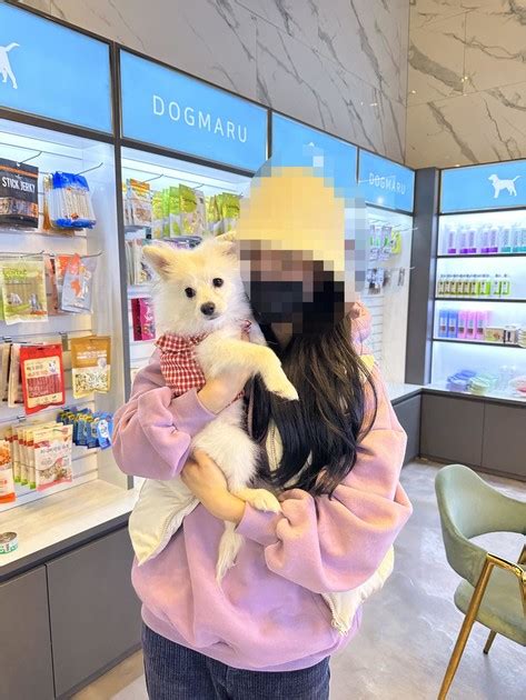 강남 2022 0076 폼피츠 케찹 책임분양 사모예드책임분양 스피츠책임분양 시바견책임분양 시베리안허스키책임분양 시츄책임분양 요크셔테리어책임분양 웰시코기책임분양 이탈리아