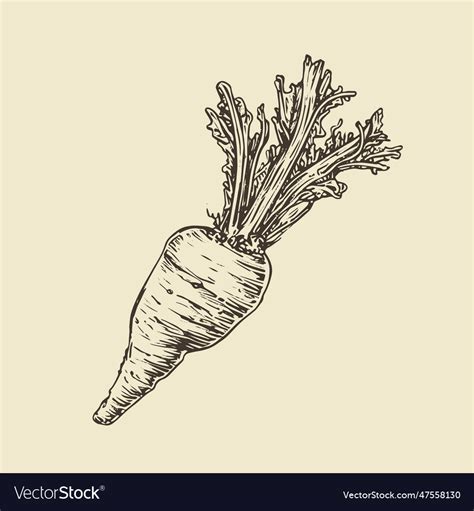 Parsnip Drawing Isolated Hand Drawn Engraved Style