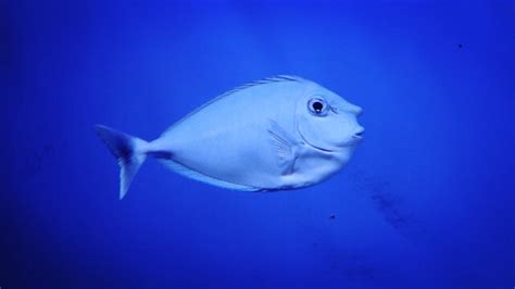 鱼图片素材 鱼设计素材 鱼摄影作品 鱼源文件下载 鱼图片素材下载 鱼背景素材 鱼模板下载 搜索中心