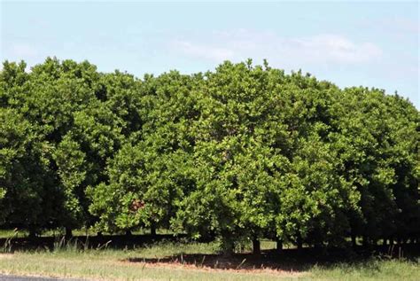 How To Grow And Care For A Macadamia Nut Tree