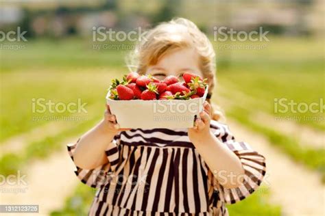 여름에 유기농 베리 농장에서 건강한 딸기를 따기와 먹는 행복한 어린 유아 소녀의 초상화 열매가있는 상자를 들고있는 어린이 텍스트 공간을 복사하십시오 딸기 농장에 아이 건강한